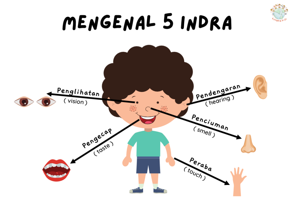 [ Worksheet Lembar Kerja Printable Tematik Anak ] Mengenal Panca Indra